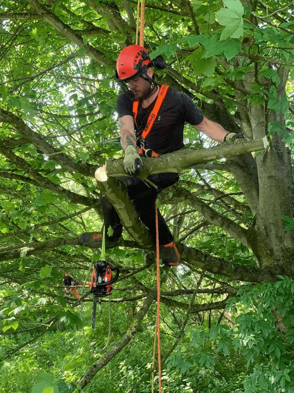 Tree Surgery Services | Dry Back Pruning in Dublin, Kildare